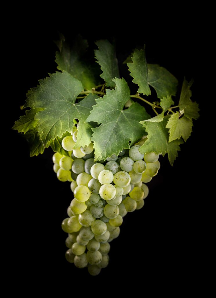The grape varieties – Domaine Tariquet