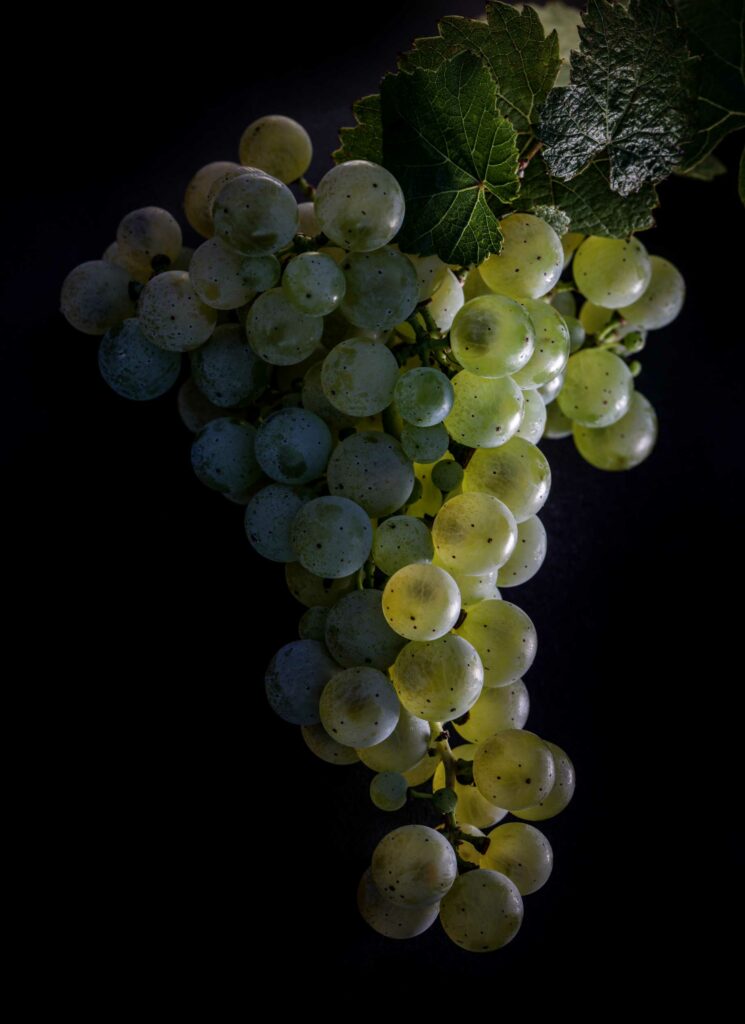 The grape varieties – Domaine Tariquet